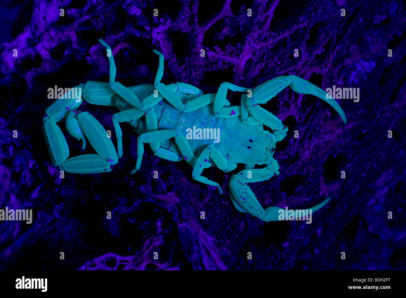 Bark Scorpion (Centruroides exilicauda) Photographed under UV light ...