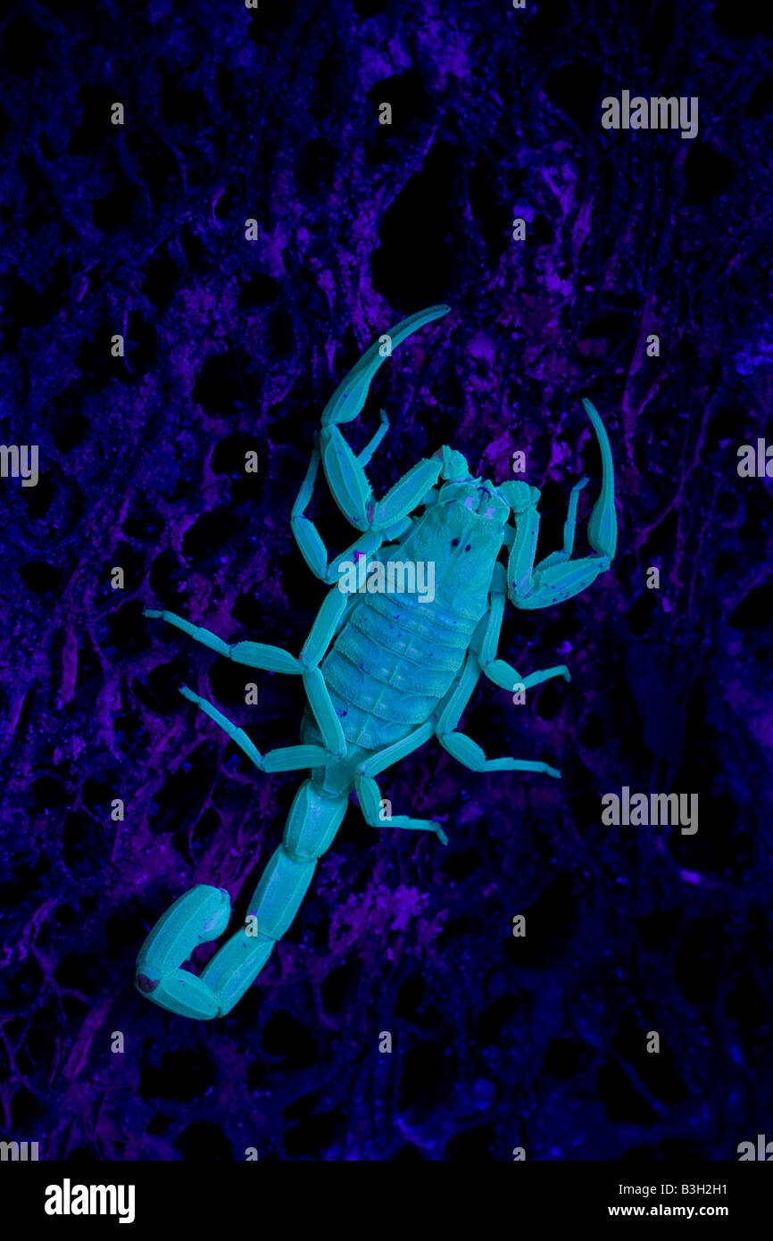 Bark Scorpion (Centruroides exilicauda) Photographed under UV light ...