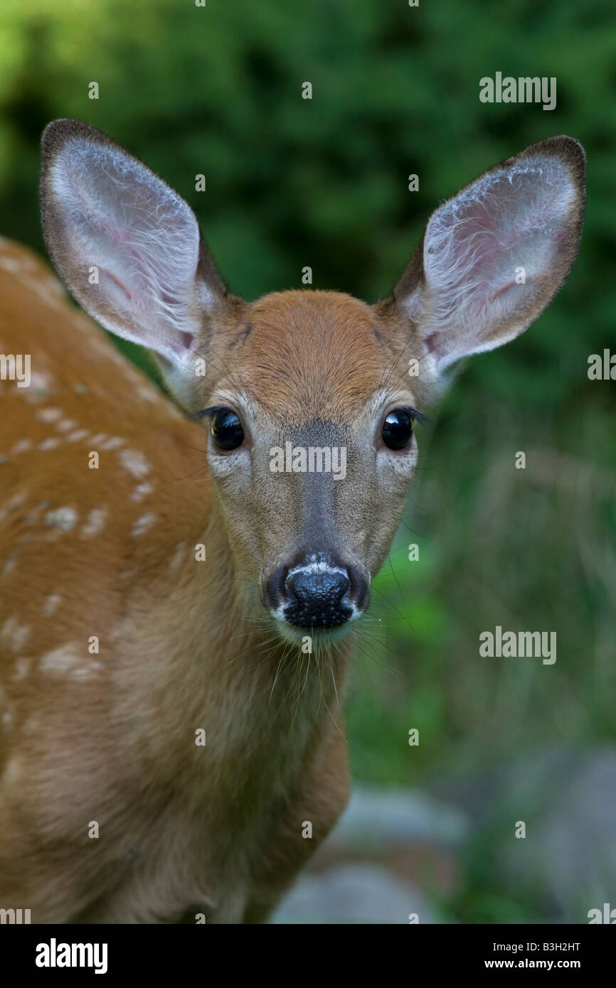Fawn head hi-res stock photography and images - Alamy