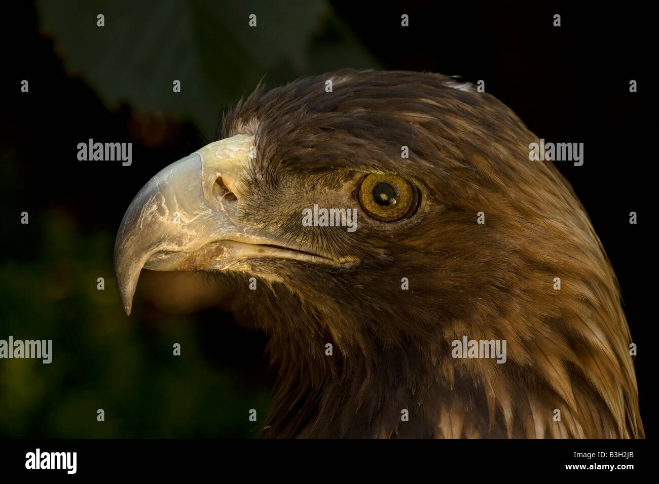 Captive golden eagle profile hi-res stock photography and images - Alamy