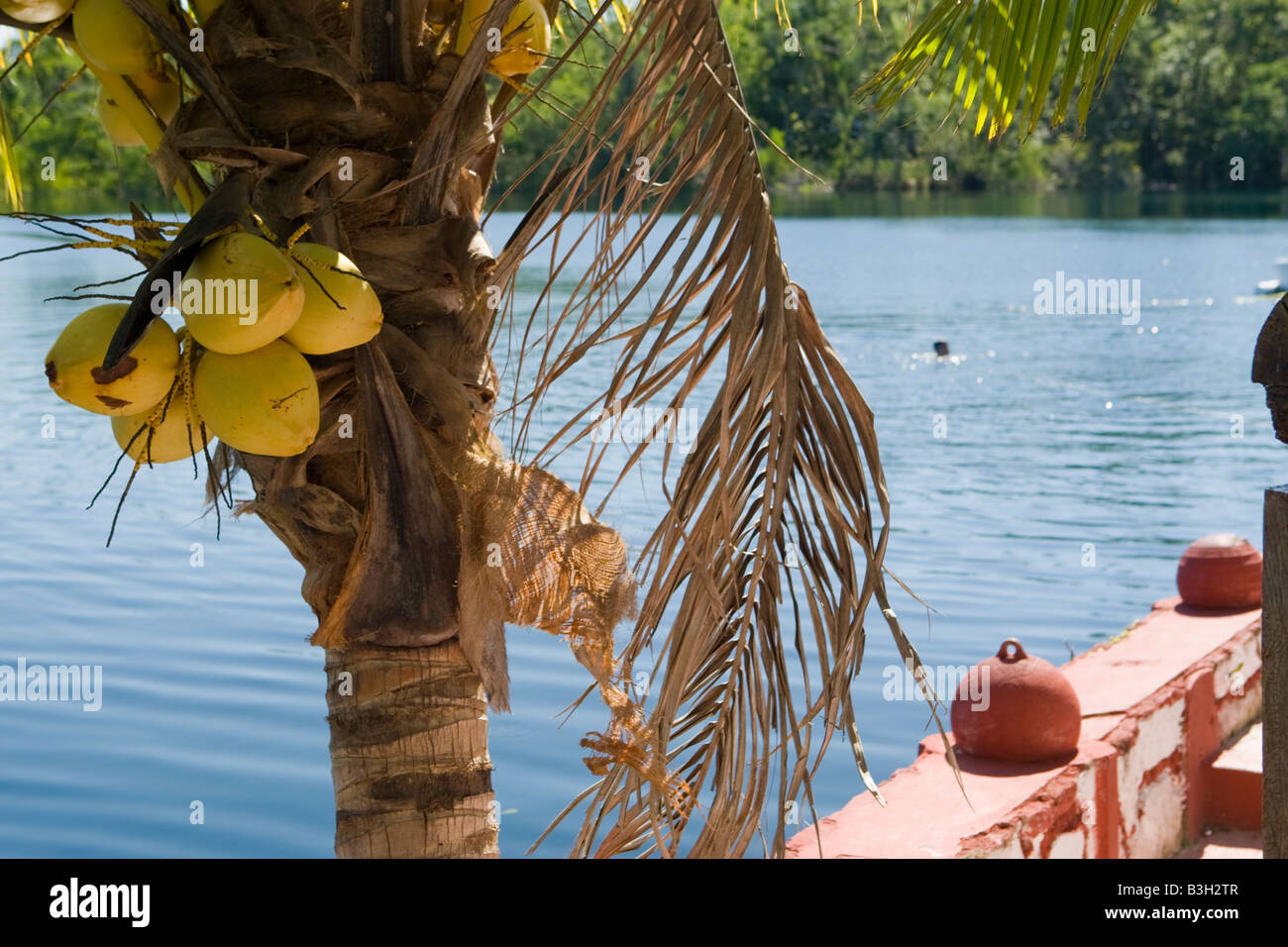 A coconut tree in Bacalar Mexico Stock Photo - Alamy