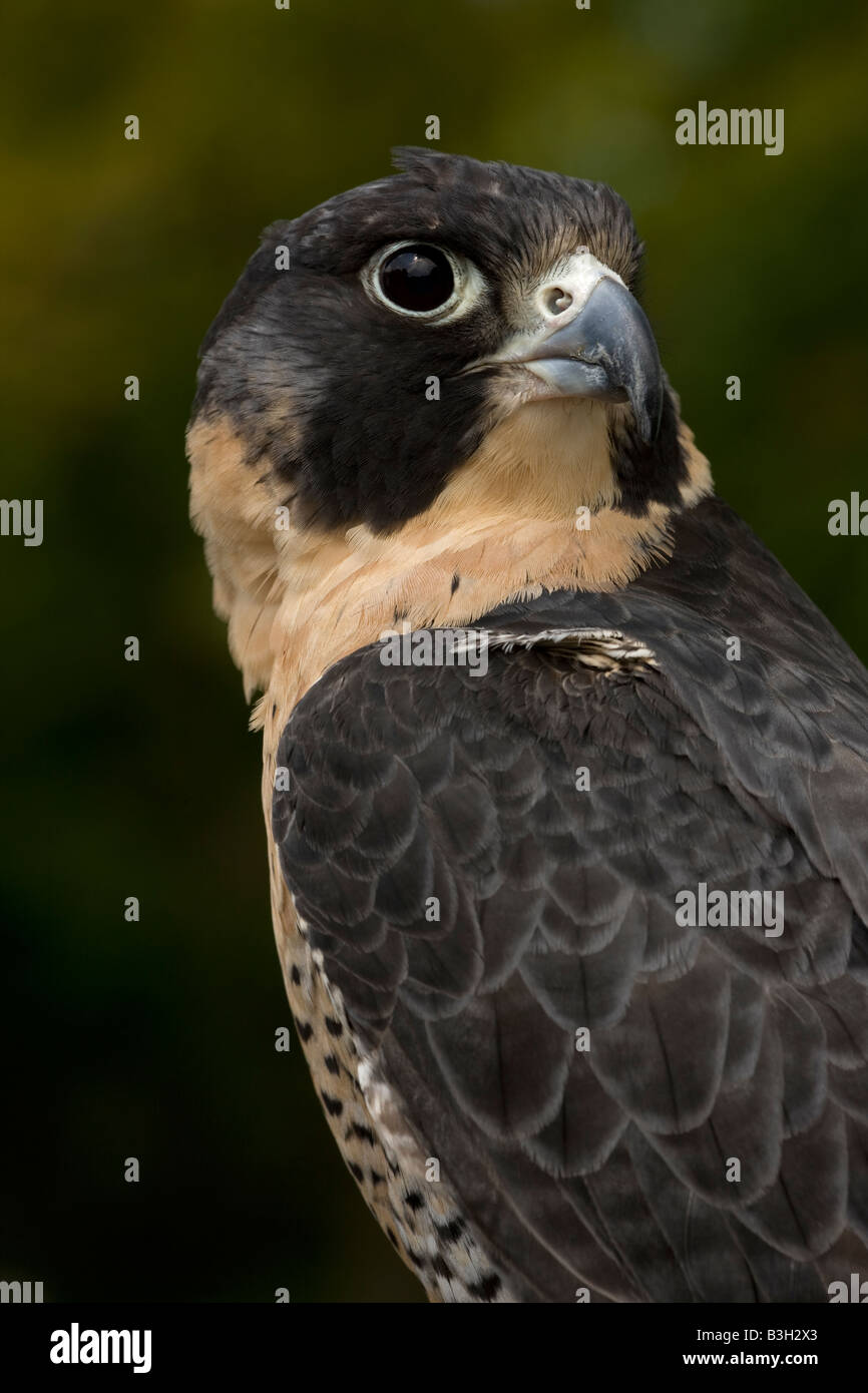 Peregrine Falcon (Falco peregrinus) Portrait Captive - USA Stock Photo ...