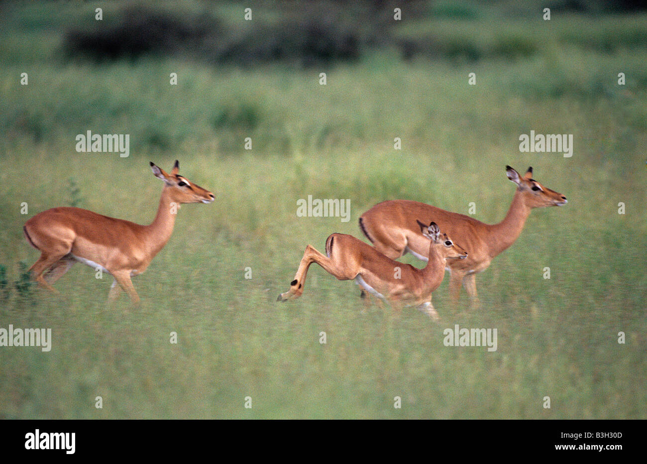 Escaping from predator hi-res stock photography and images - Alamy