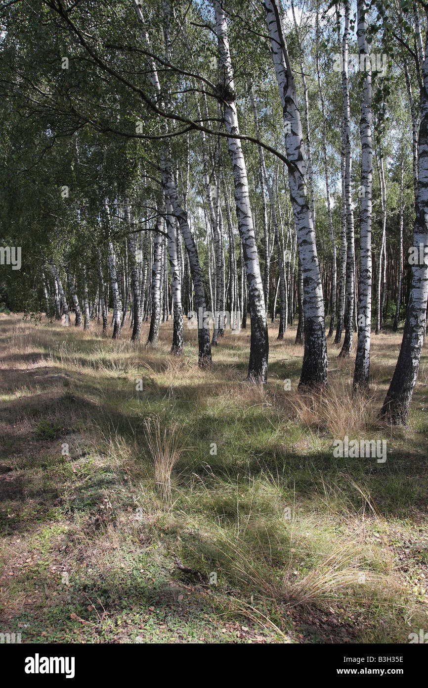 Birch trees in forest Stock Photo - Alamy