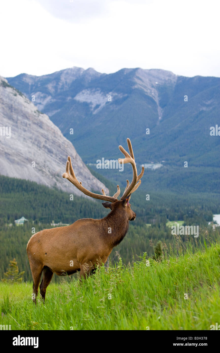 An Elk in Banff National Park Stock Photo - Alamy