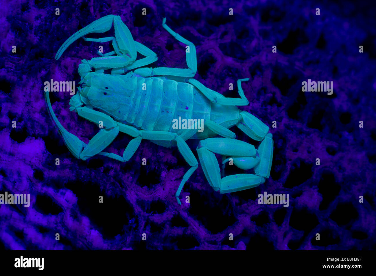 Bark Scorpion (Centruroides exilicauda) Photographed under UV light ...