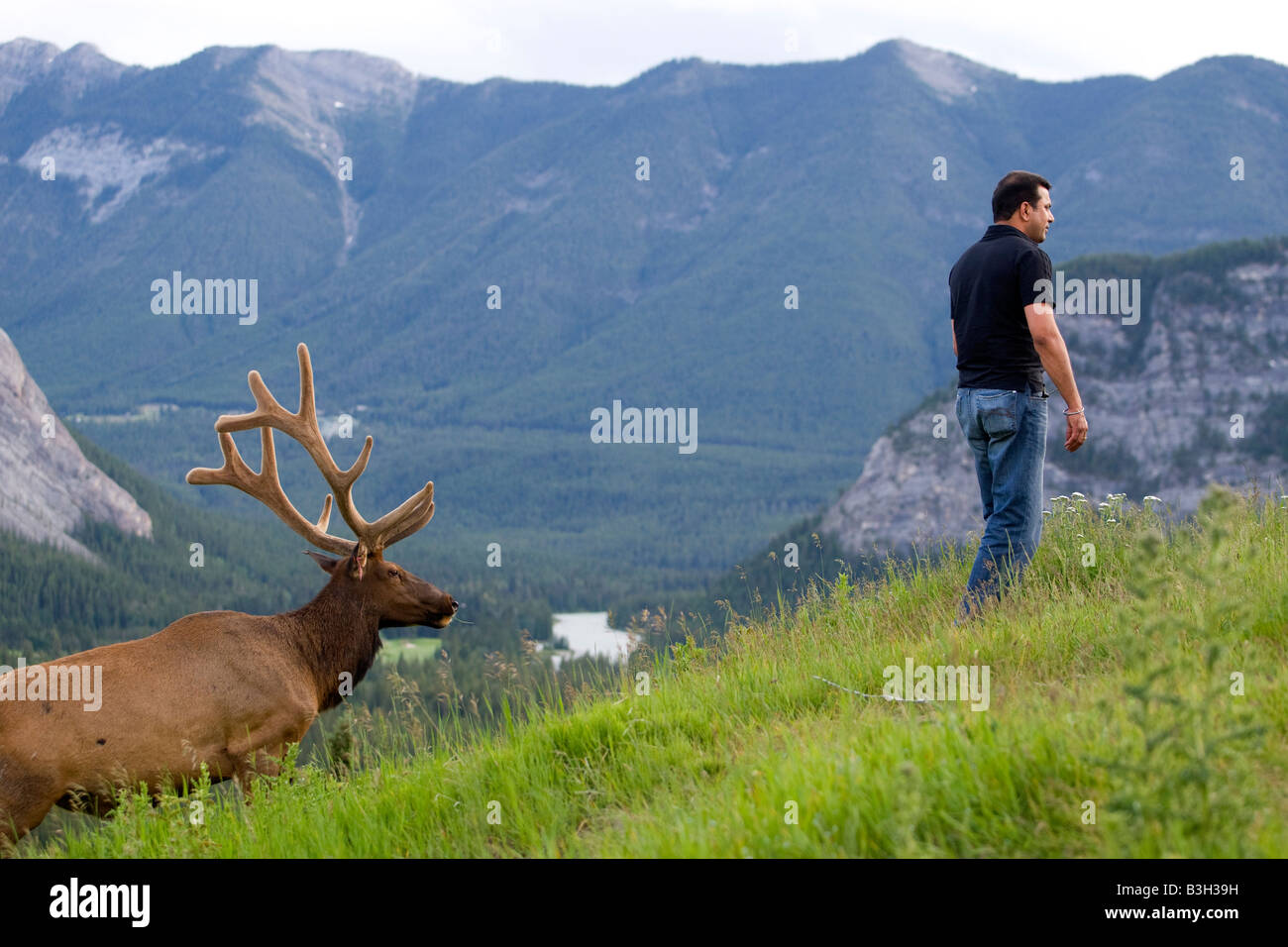An Elk and tourists in Banff National Park Stock Photo - Alamy