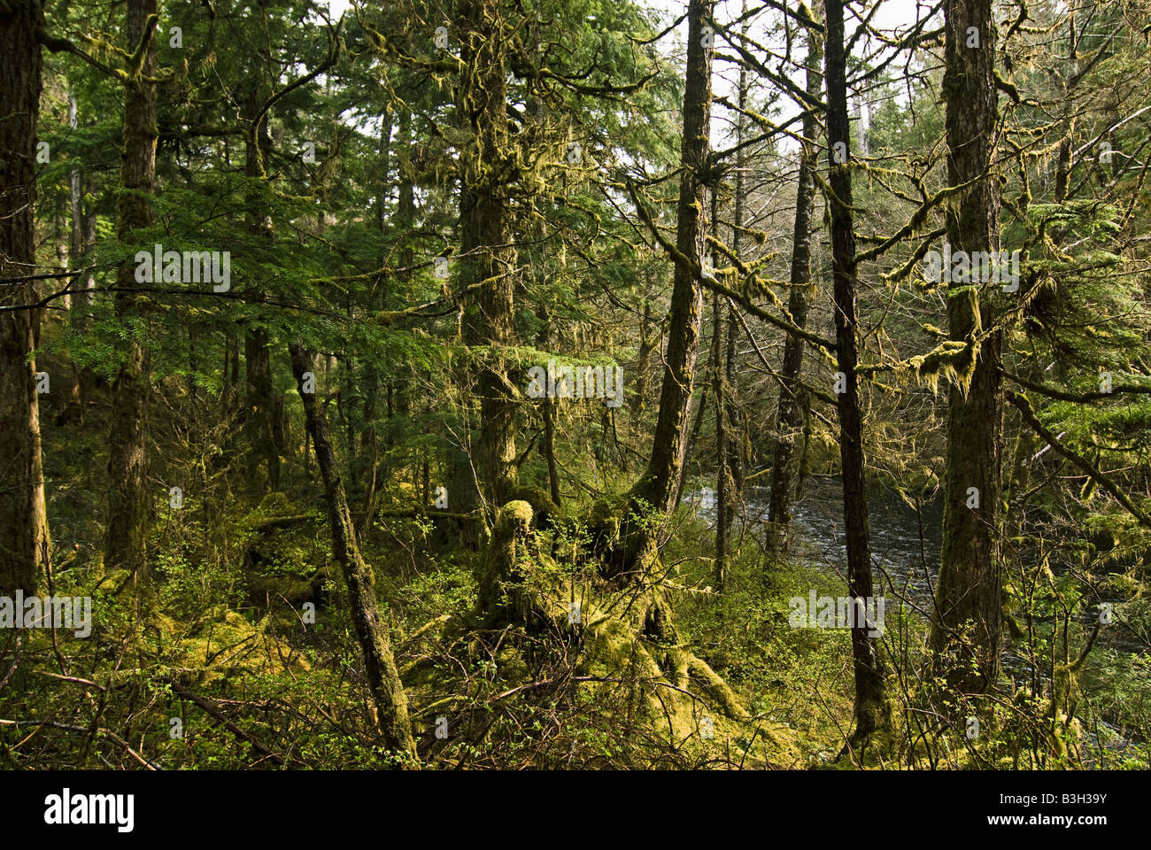 Tongass national forest hi-res stock photography and images - Alamy