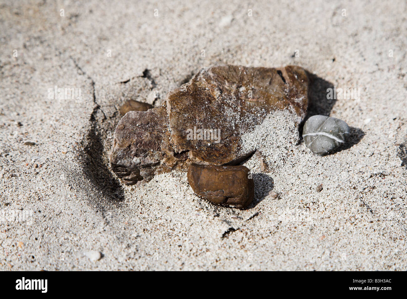 Spooky turtle hi-res stock photography and images - Alamy