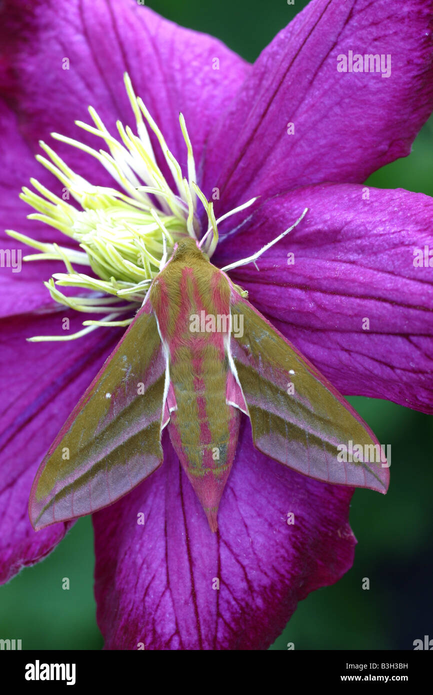 Elephant Hawk moth Deilephila elpenor Stock Photo - Alamy