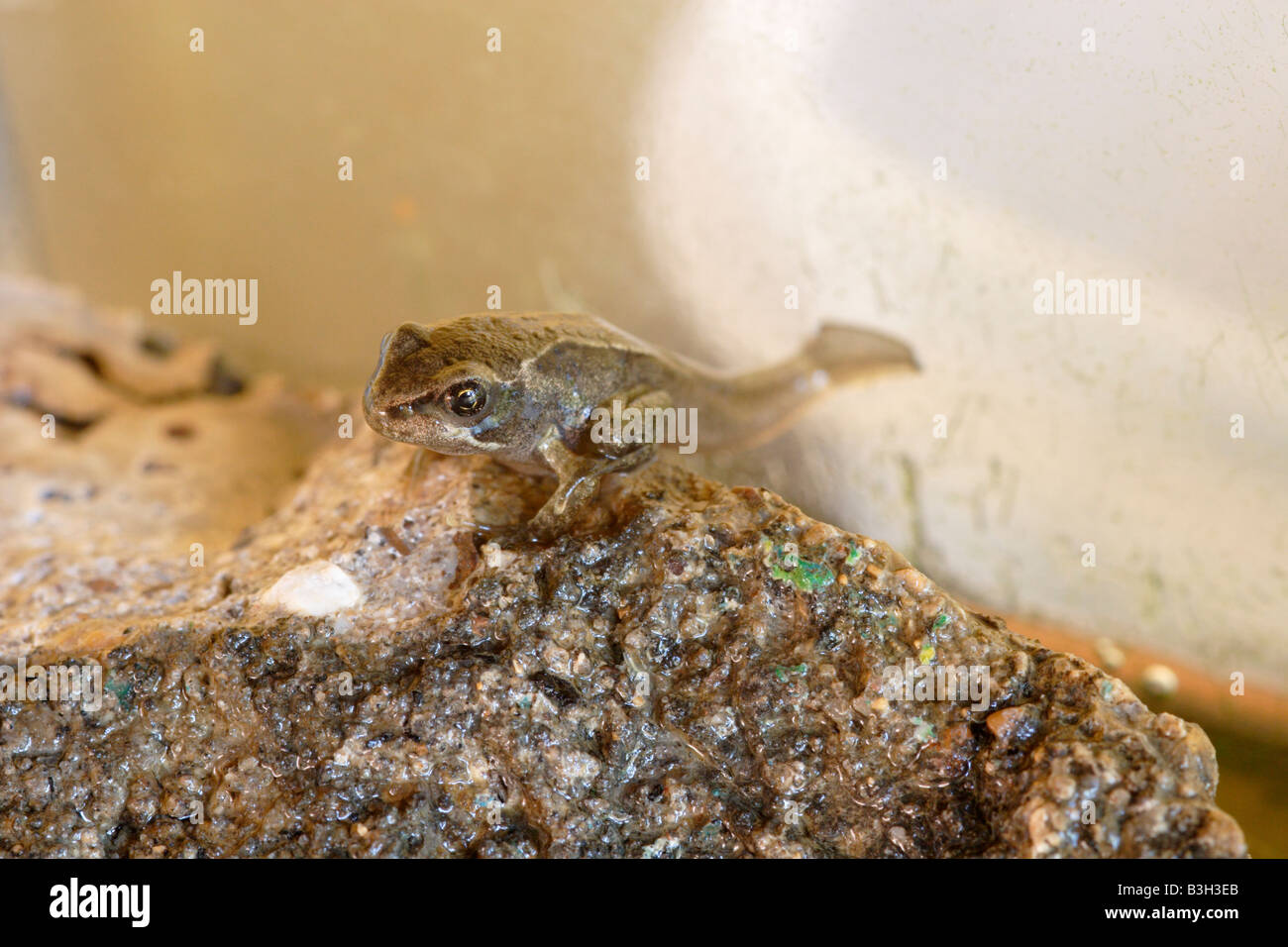 Froglet with tail hi-res stock photography and images - Alamy