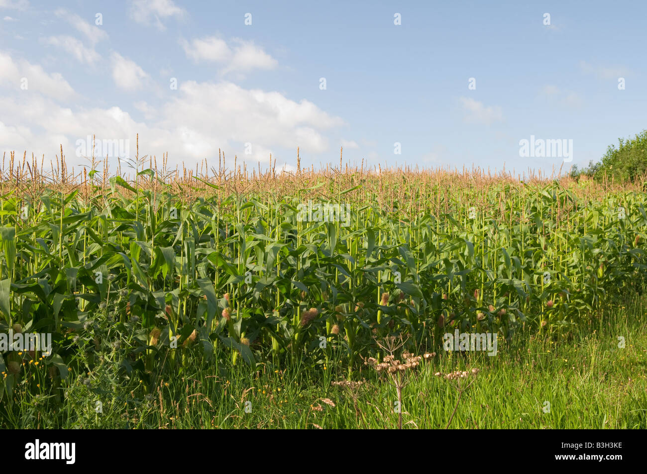 Ripening Corn Field, Cornwall Stock Photo - Alamy