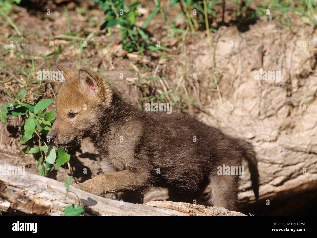 Blonde Wolf Cubs Ƹ̴Ӂ̴Ʒ~