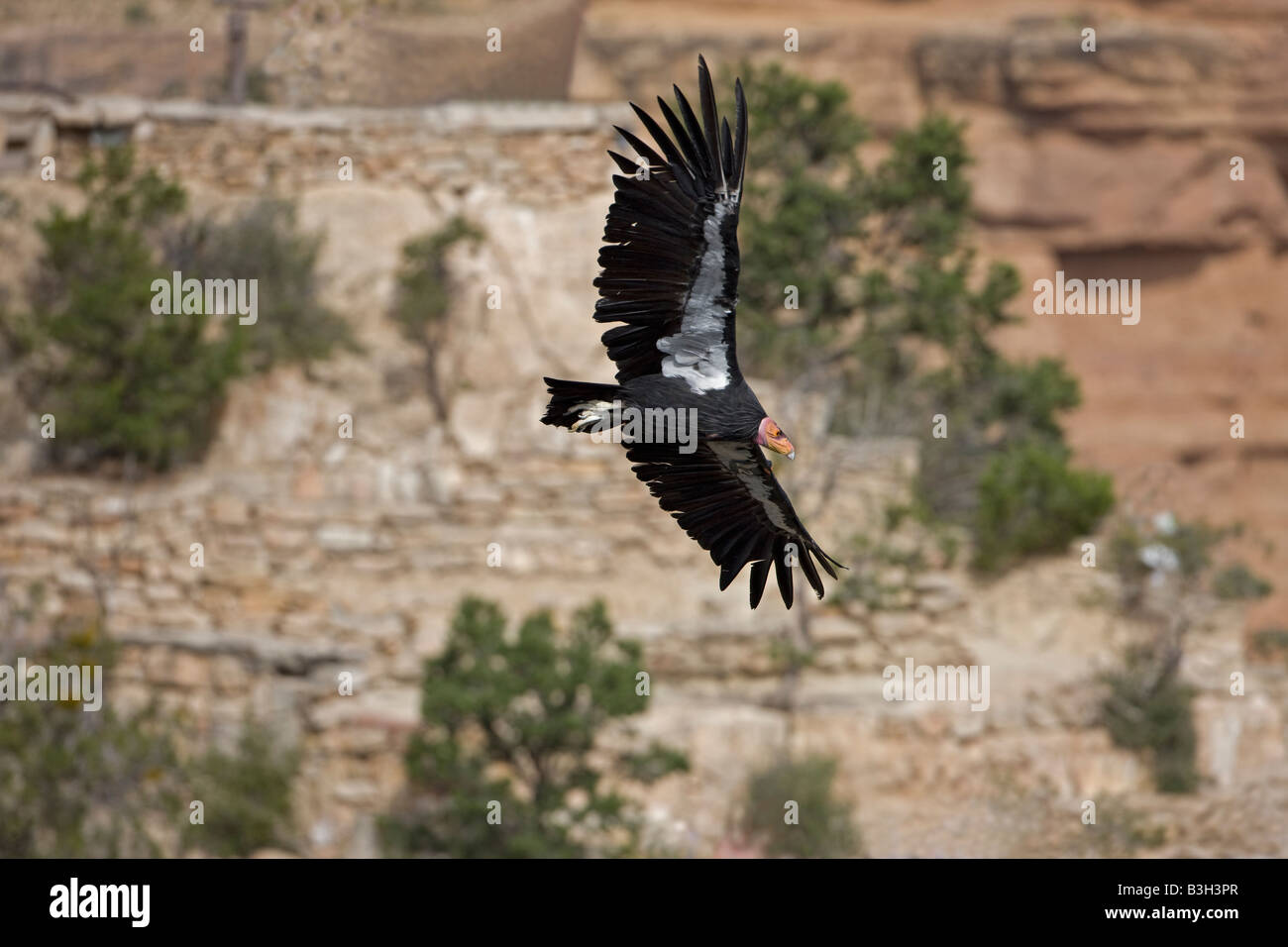 California condor hi-res stock photography and images - Alamy