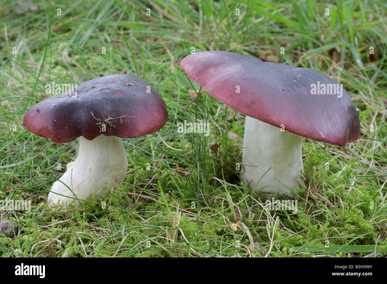 Blackish Purple Russula - Russula atropurpurea Stock Photo - Alamy