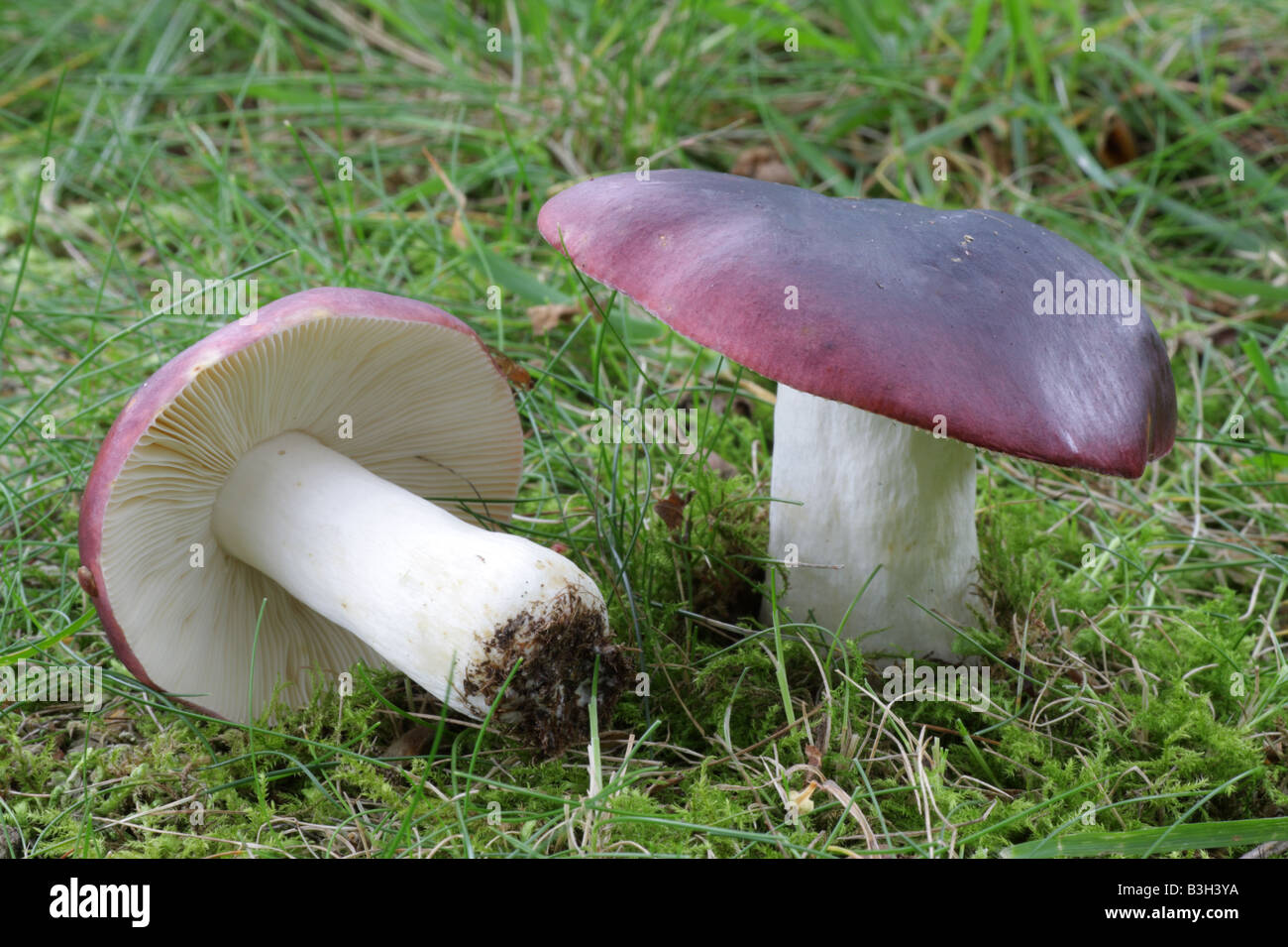 Blackish Purple Russula - Russula atropurpurea Stock Photo - Alamy