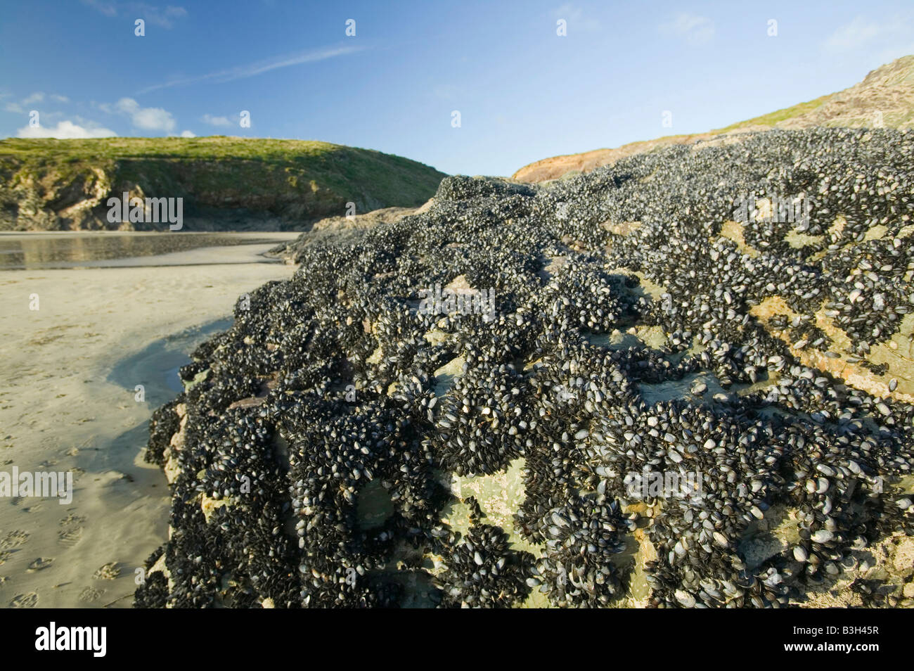 Blue mussels cornwall hi-res stock photography and images - Alamy