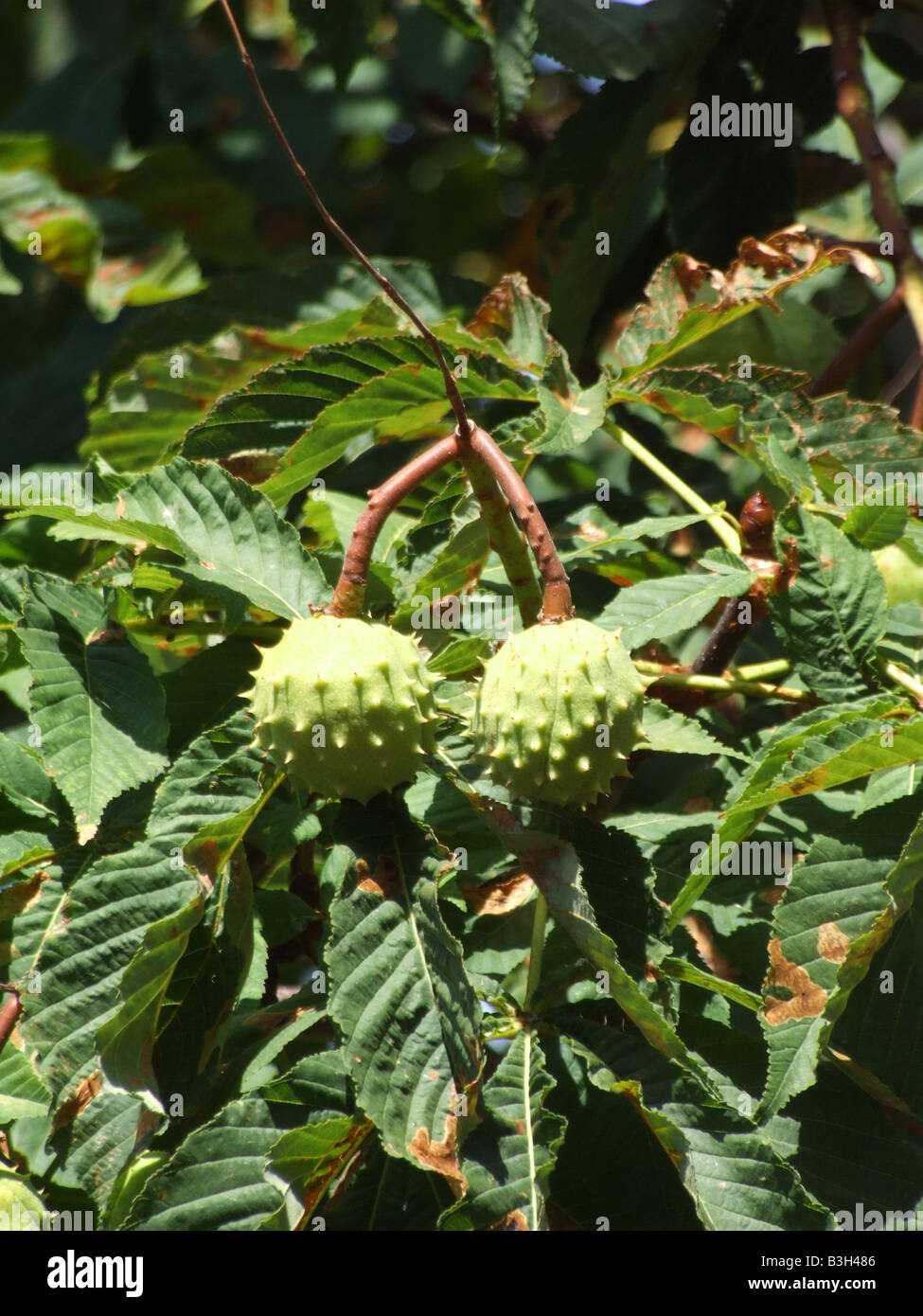 chestnut tree in italy Stock Photo - Alamy