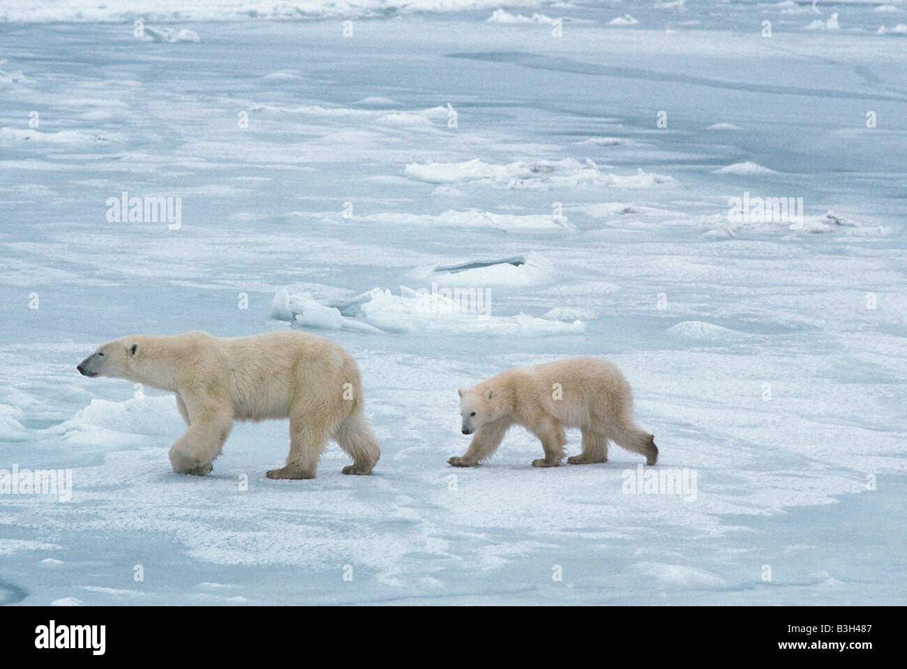 Polar bear Ursus maritimus mother with cub Cape Churchill Canada Stock Photo - Alamy