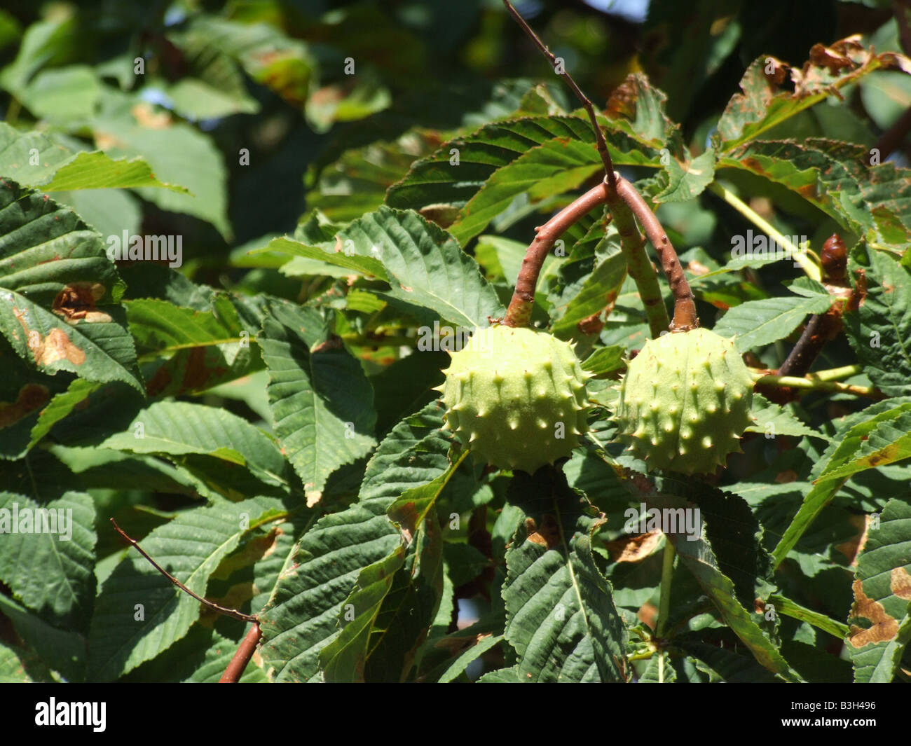 chestnut tree in italy Stock Photo - Alamy