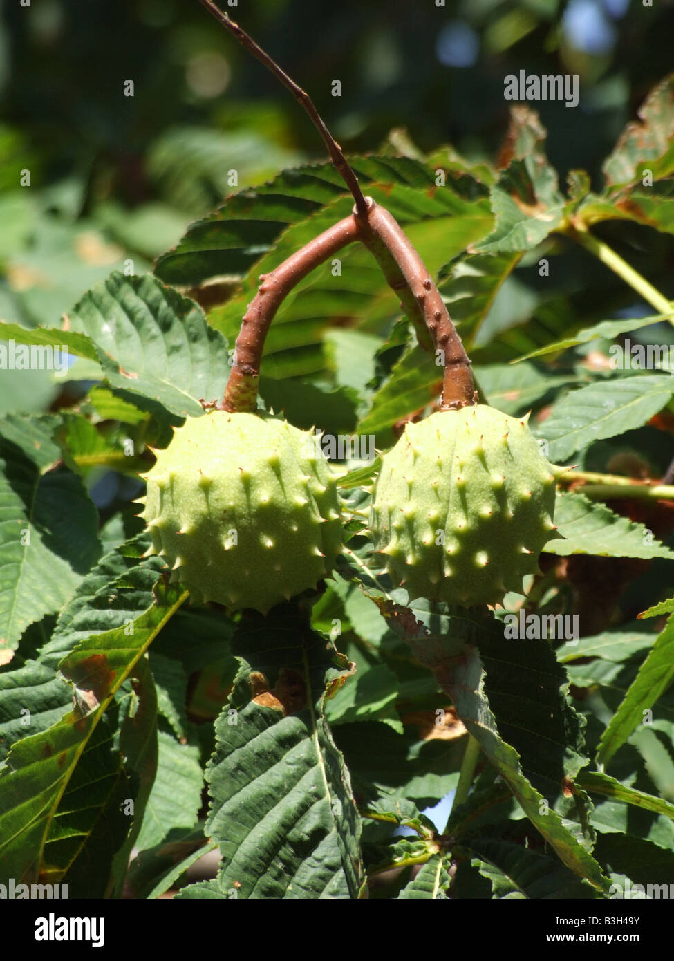 chestnut tree in italy Stock Photo - Alamy