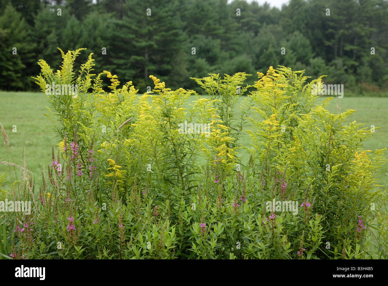 Golden Rod Salidago in a New England forest during the summer months ...