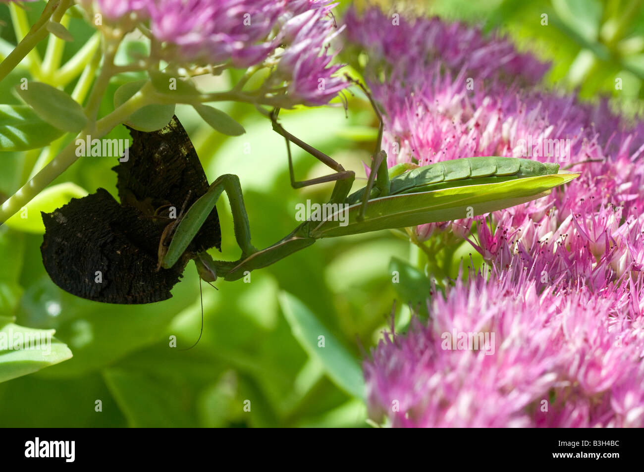 European Praying Mantis (Mantis religiosa) - on Sedum garden shrub ...