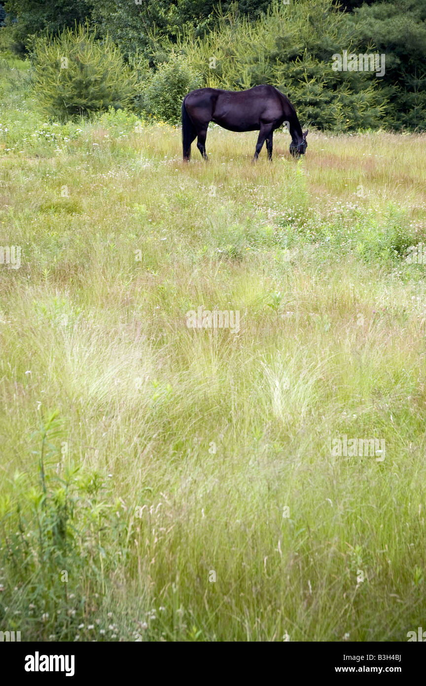Chow down in the field Stock Photo - Alamy