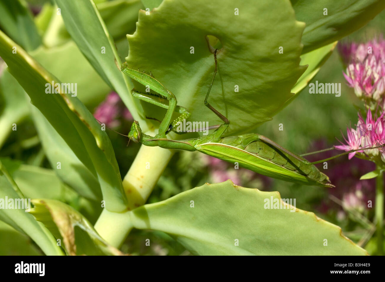 European Praying Mantis (Mantis religiosa) - hiding on garden shrub ...
