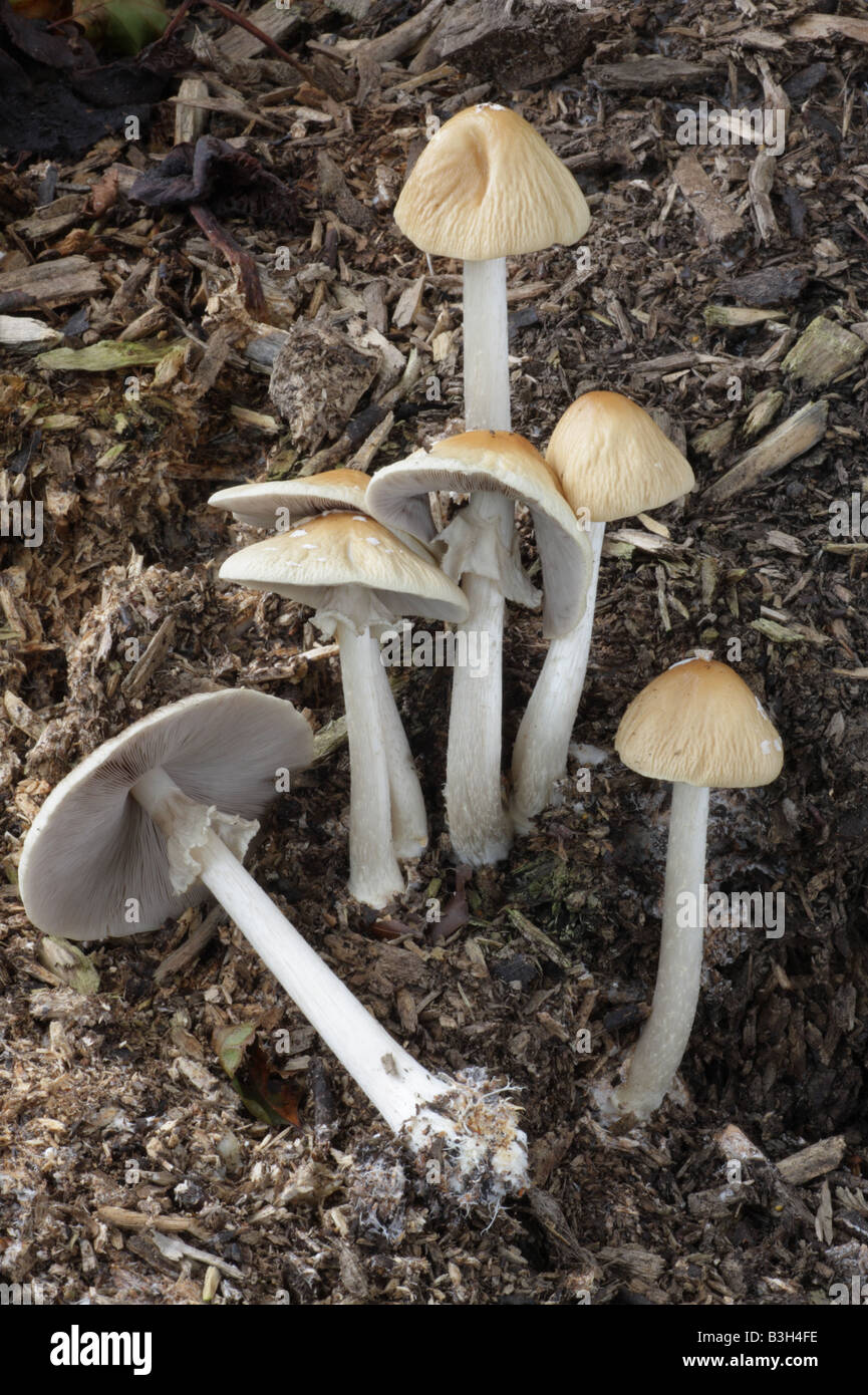 Agrocybe High Resolution Stock Photography and Images - Alamy