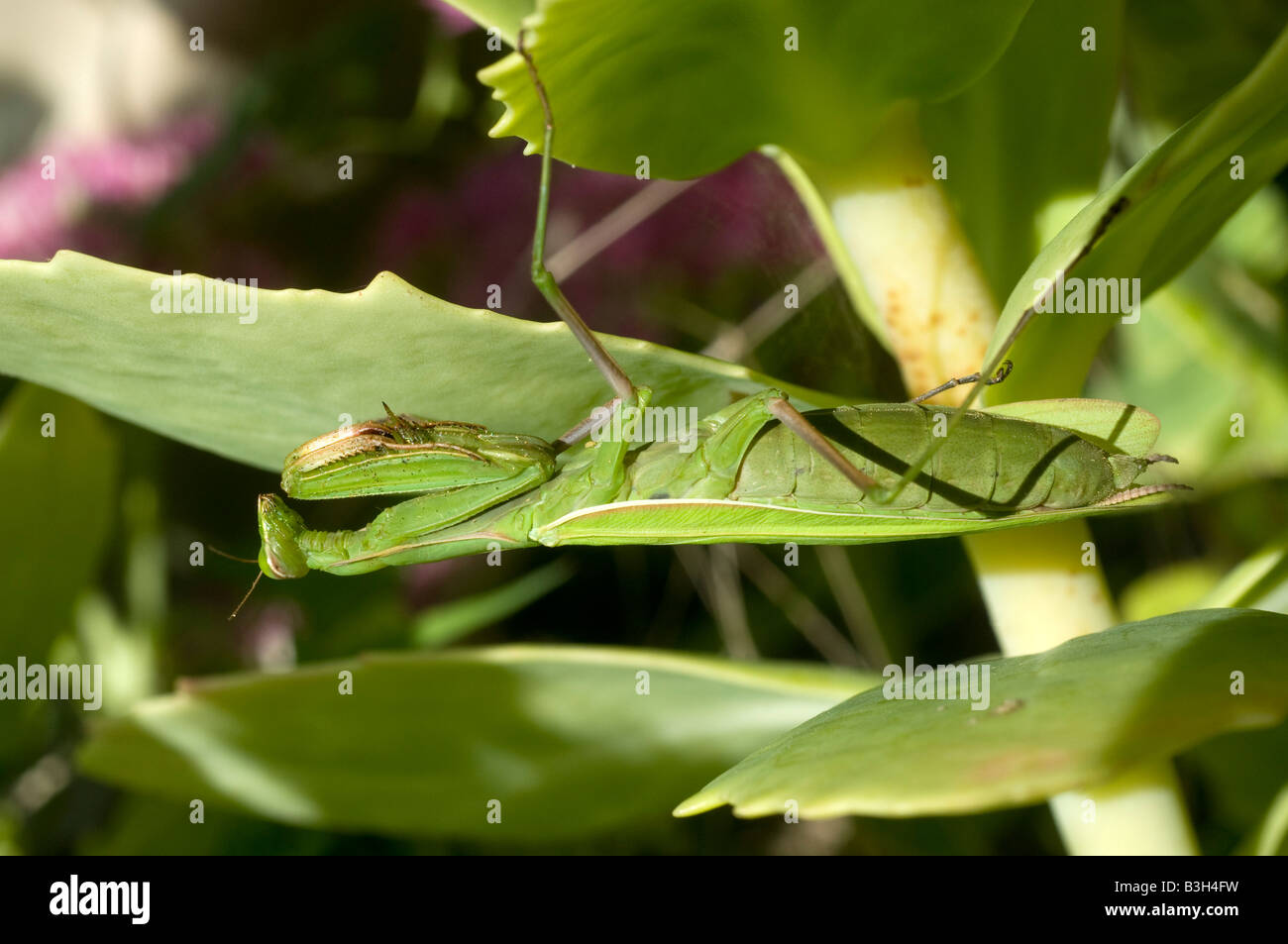 European Praying Mantis (Mantis religiosa) - hiding on garden shrub ...