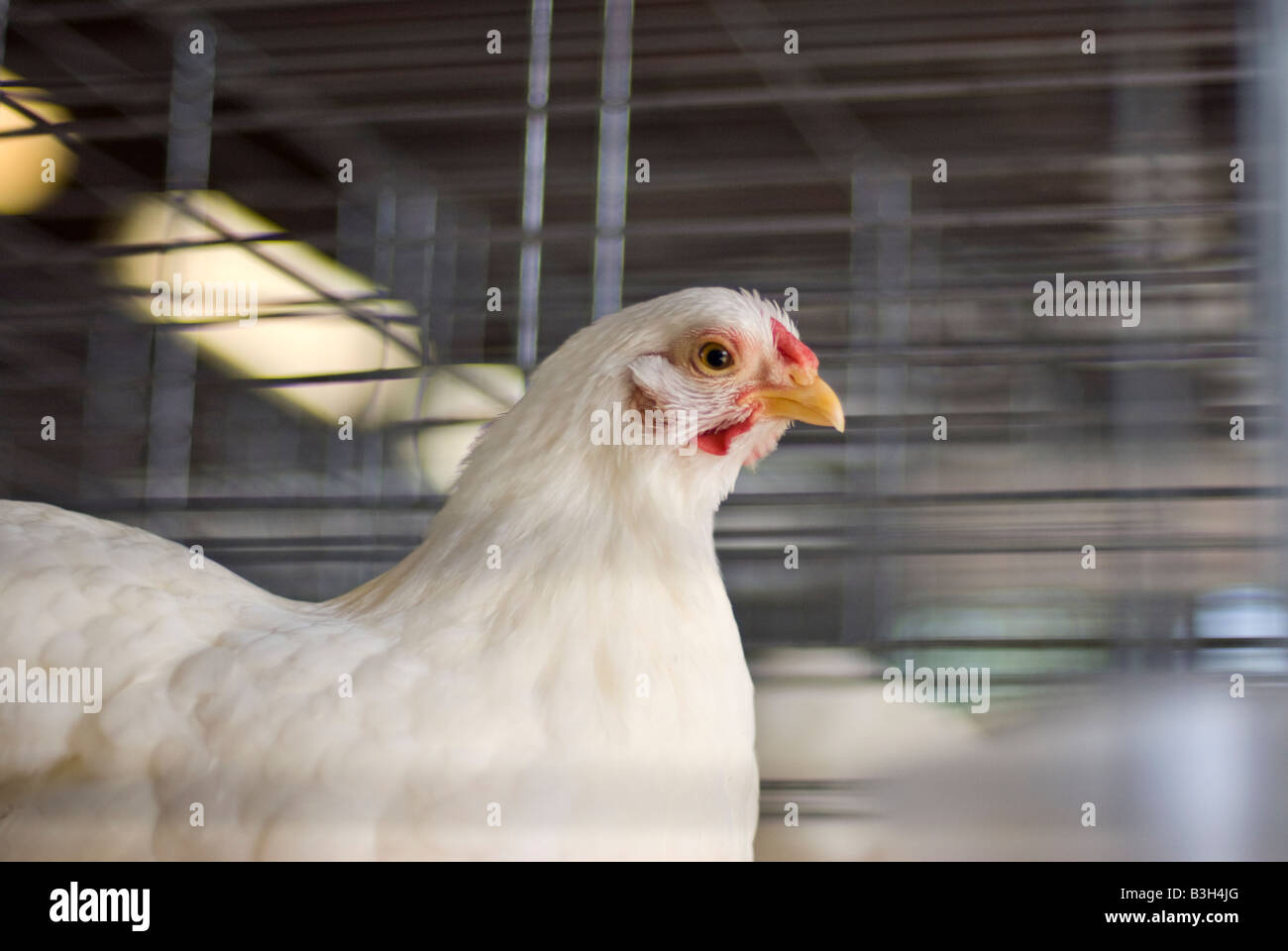 Old english game chicken hi-res stock photography and images - Alamy