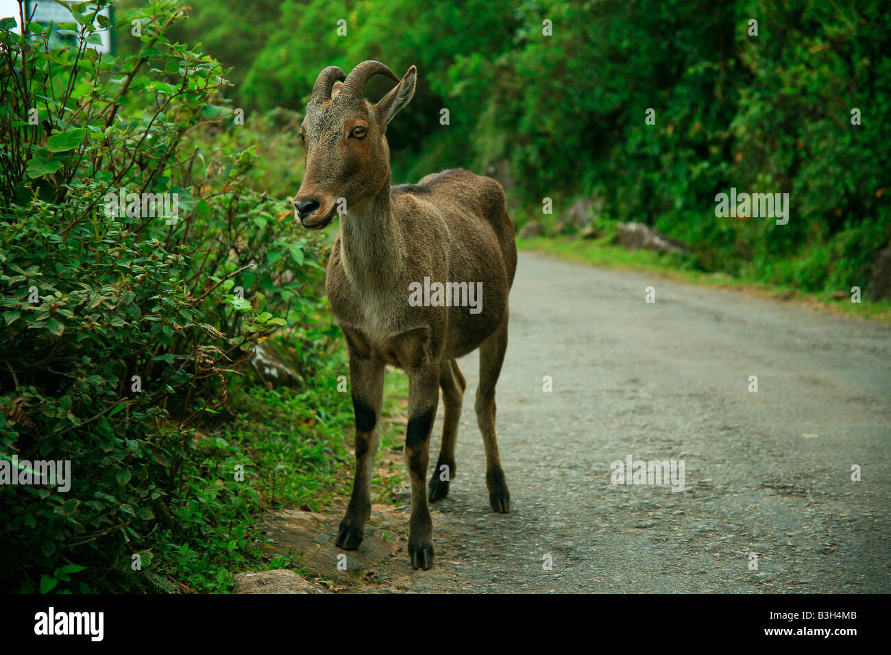 Nilgiri Tahr or Nilgiri Ibex or ibex(Nilgiritragus hylocrius) native to ...