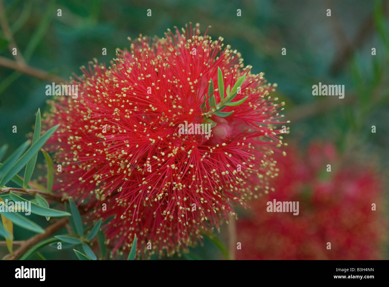 Melaleuca Melaleuca Stock Photos & Melaleuca Melaleuca Stock Images - Alamy