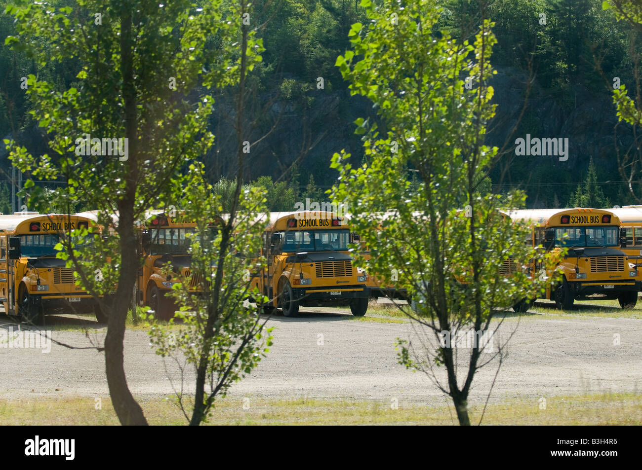 A row of yellow school buses lined up Stock Photo - Alamy