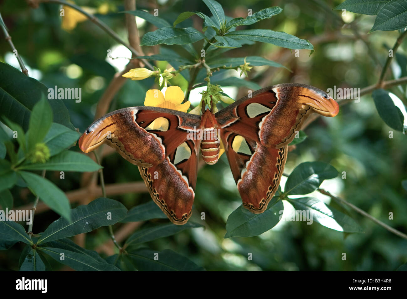Atlas Moth (attacus atlas Stock Photo - Alamy