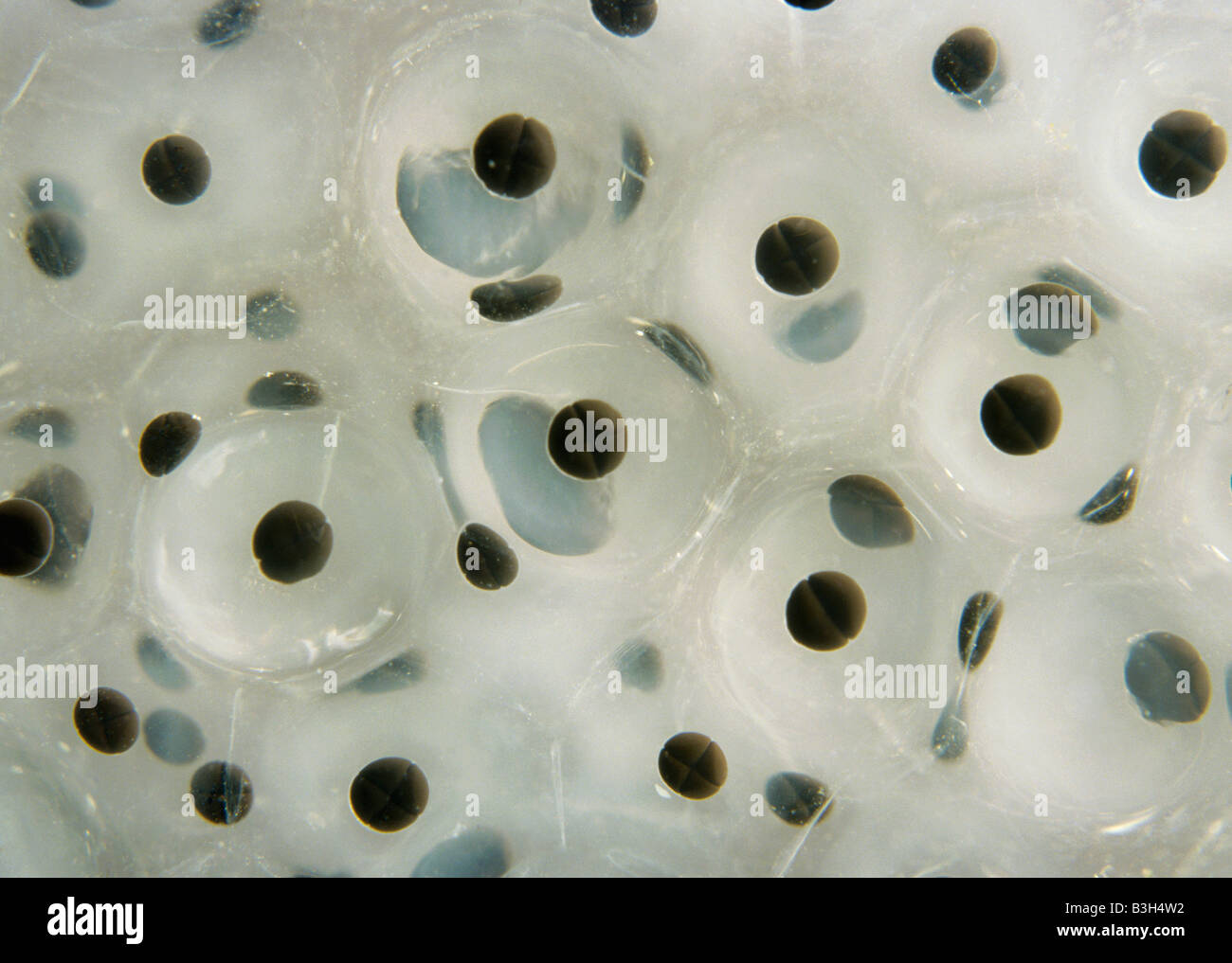 Frog spawn Rana temporaria showing 2 and 4 celled embryos surrounded by ...
