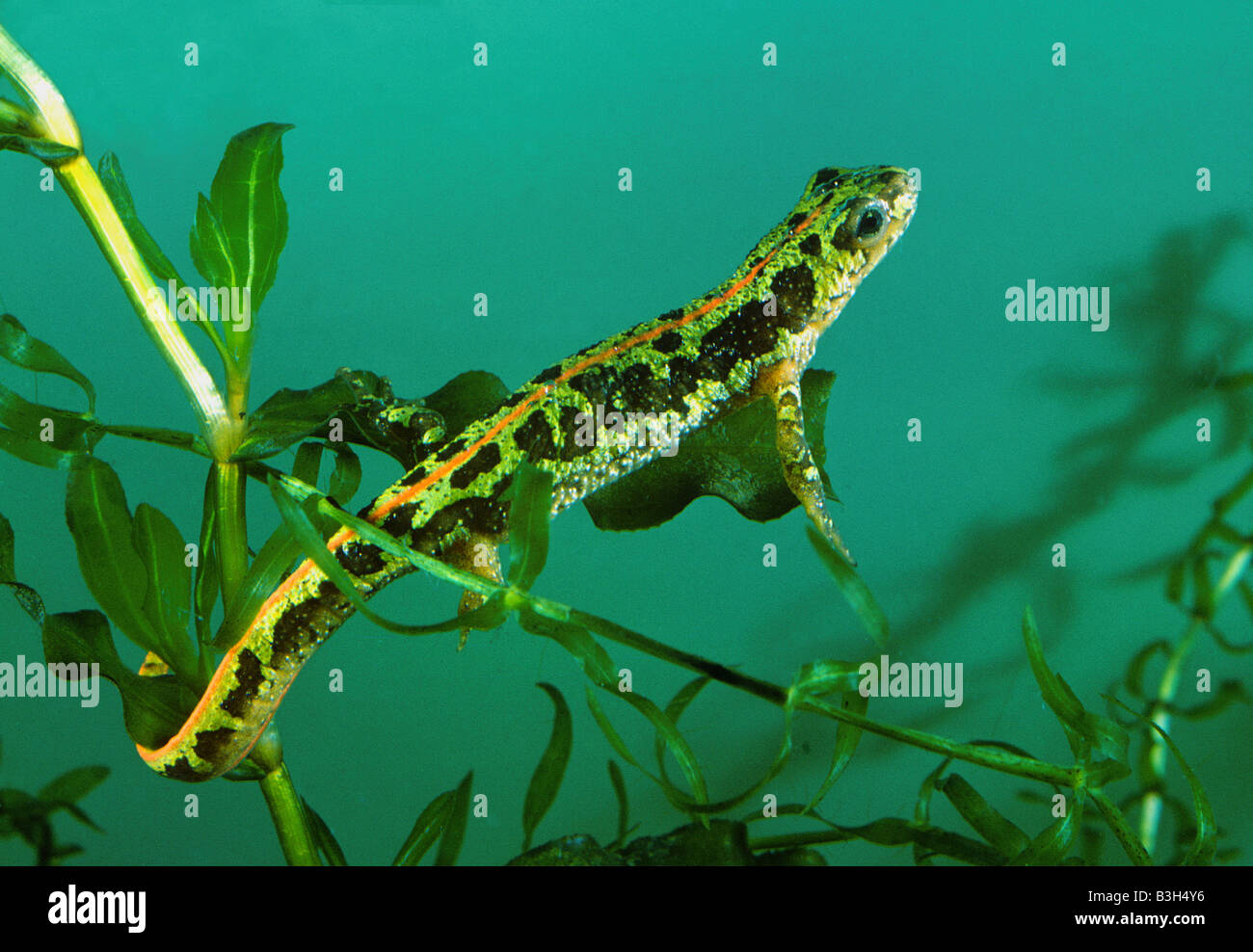 Female marbled newt Triturus marmoratus underwater with tail clasping ...