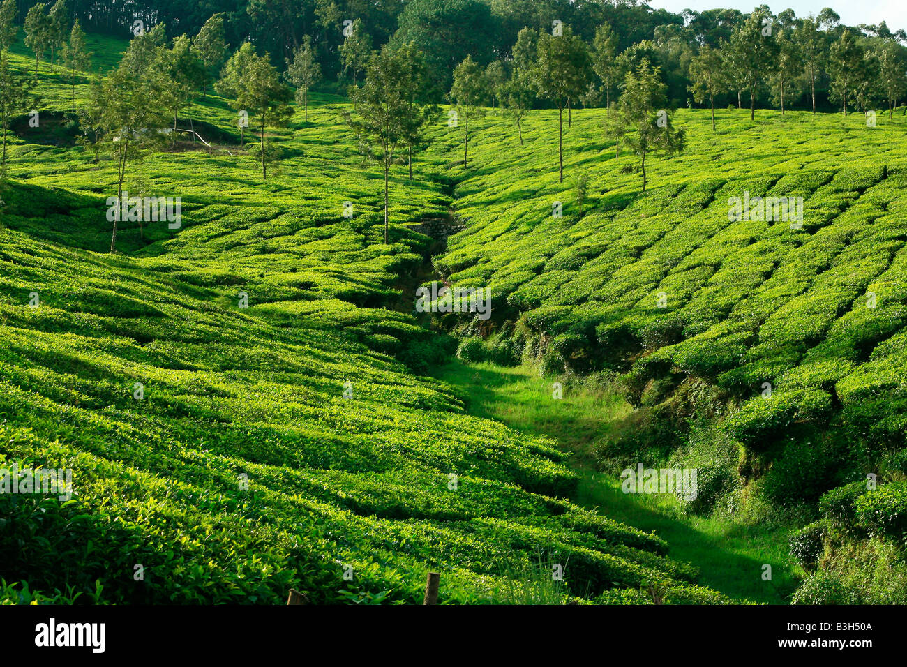 Tea Gardens (Munnar) All You Need To Know BEFORE You Go | atelier-yuwa ...
