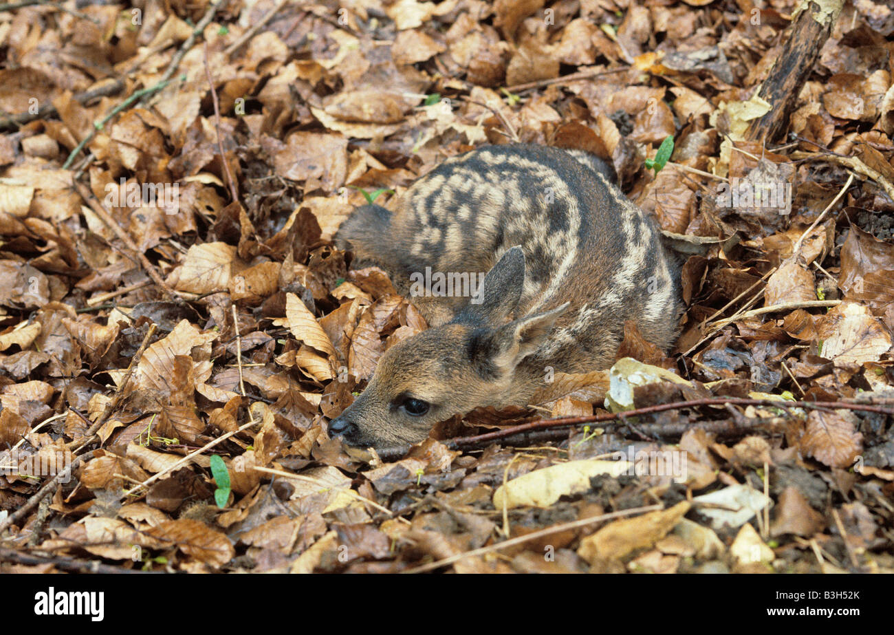 Roe deer Capreolus capreolus kid camouflaged in leaves a few hours ...