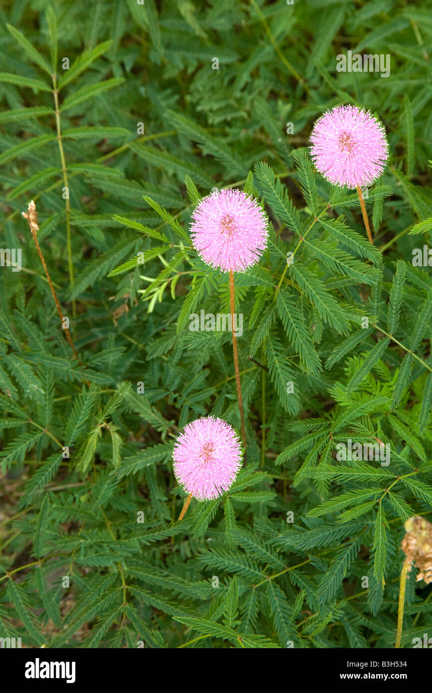 Mimosa nuttallii hi-res stock photography and images - Alamy