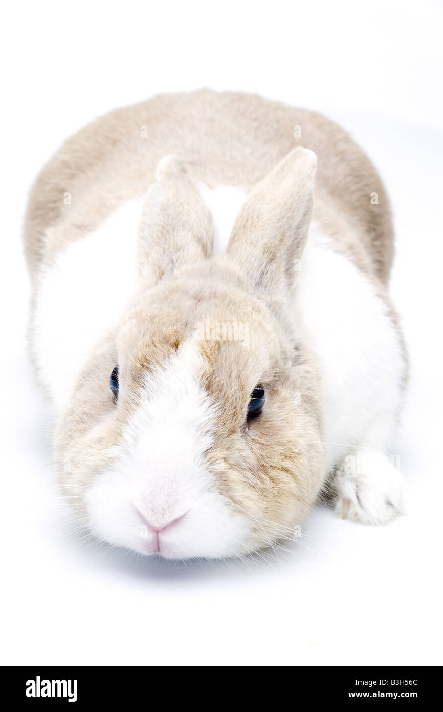 A cream coloured Dutch rabbit on a white background Stock Photo - Alamy