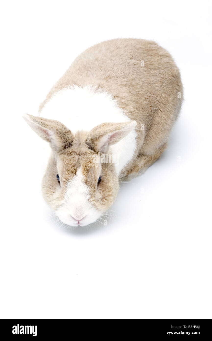 A cream coloured Dutch rabbit on a white background Stock Photo - Alamy