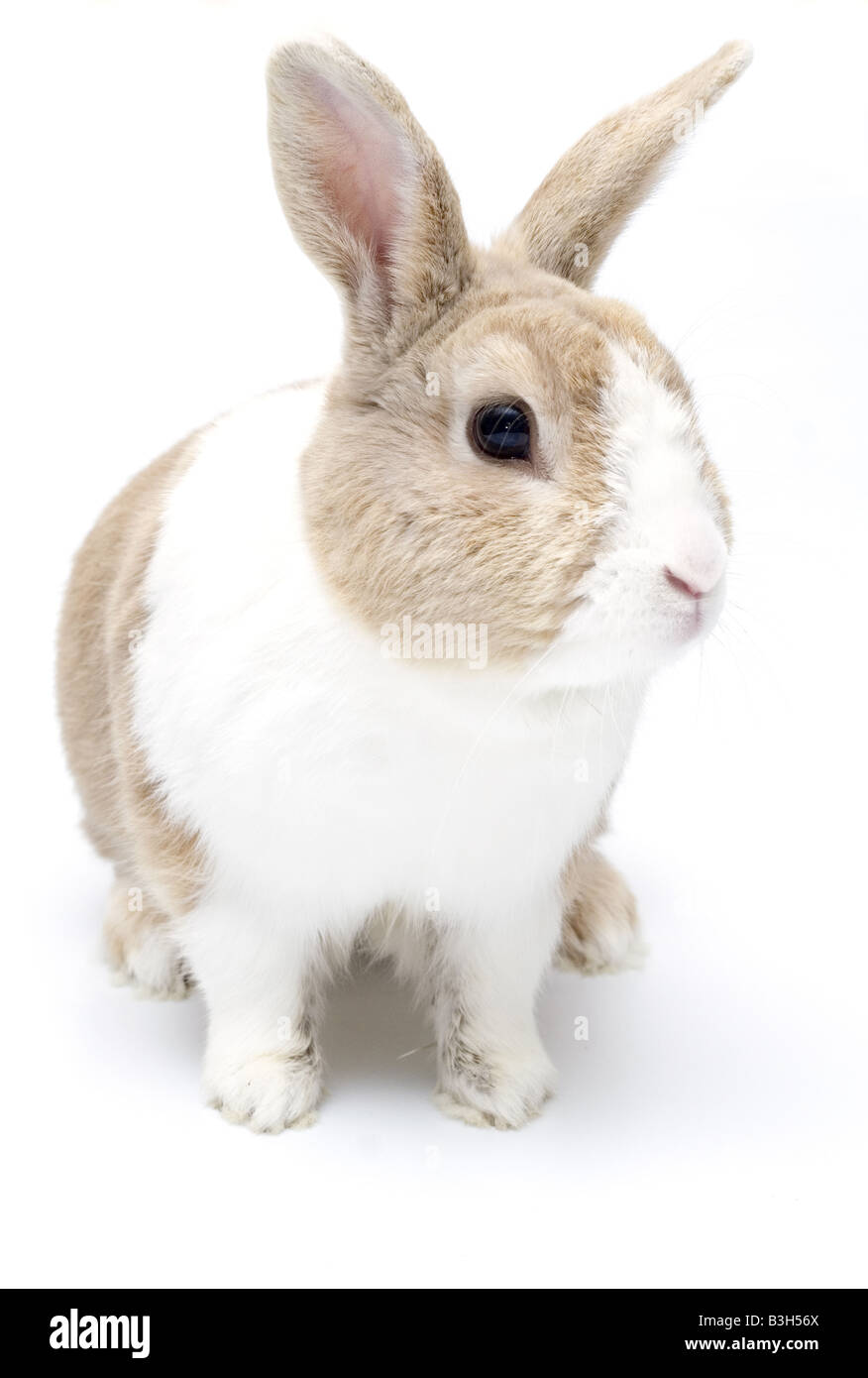 A cream coloured Dutch rabbit on a white background Stock Photo - Alamy