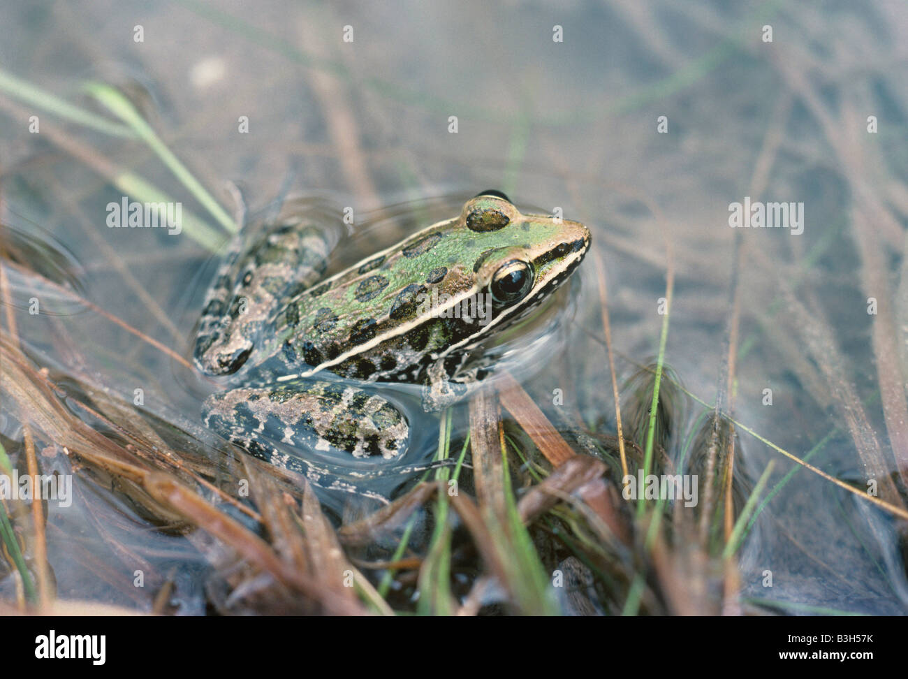 Southern leopard frog Rana utricularia Florida USA Stock Photo - Alamy