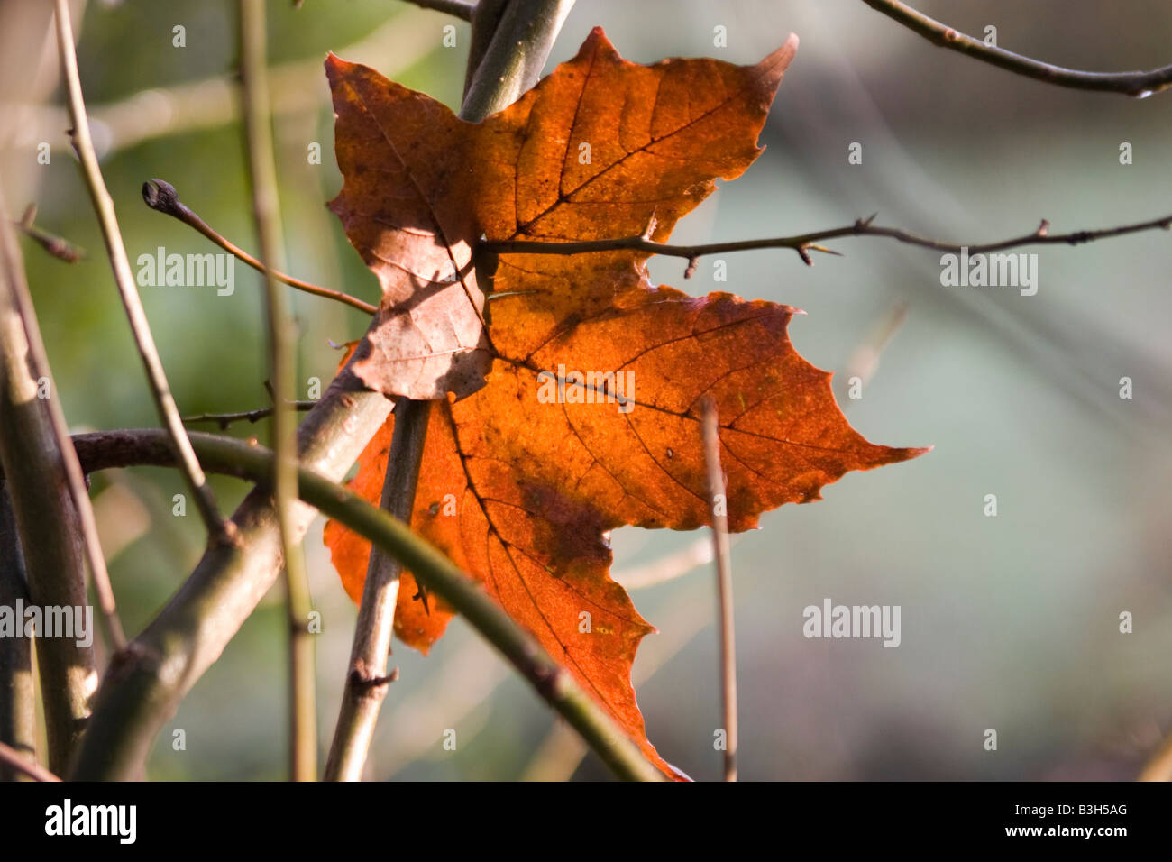 Autumn maple leaf caught in twigs Stock Photo - Alamy