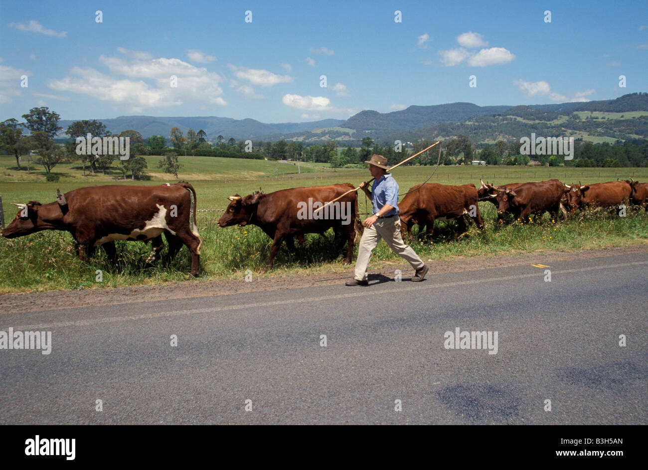 Team of oxen hi-res stock photography and images - Alamy