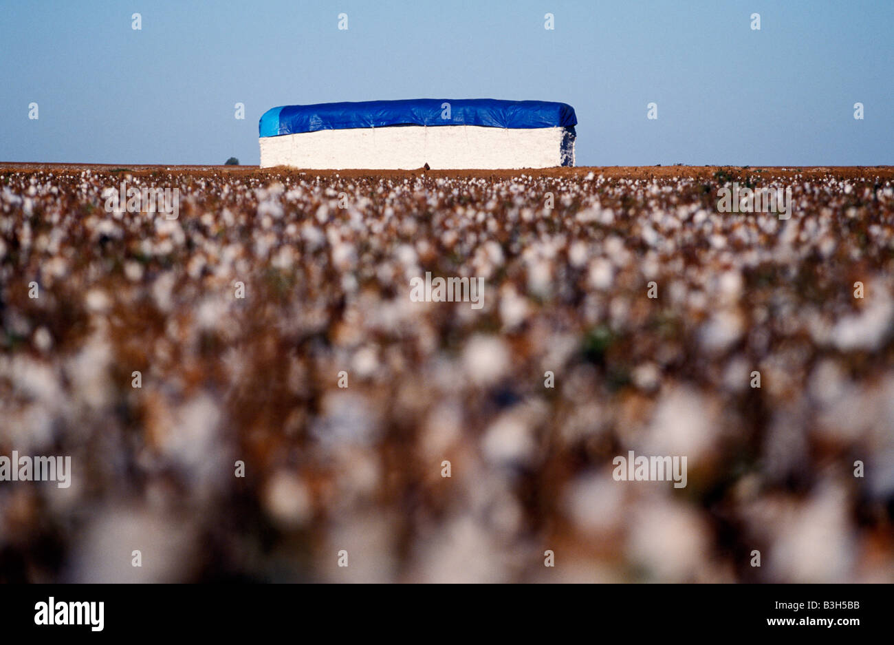 Cotton modules hi-res stock photography and images - Alamy