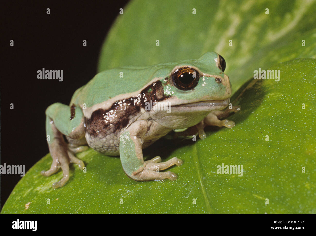 Marsupial frog pouch hi-res stock photography and images - Alamy
