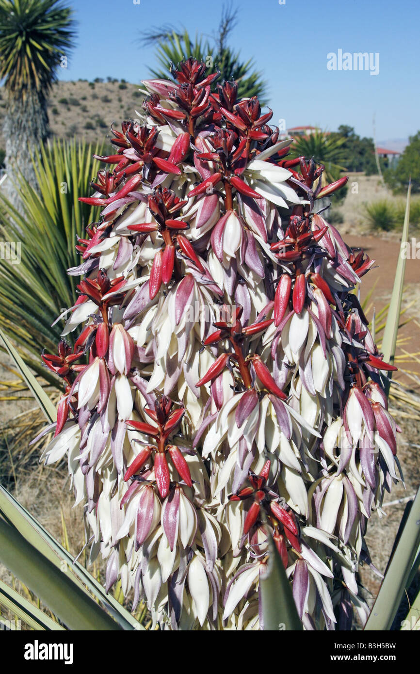 Torrey Yucca Yucca torreyi Stock Photo - Alamy